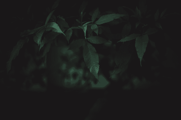 Home - Phillip Jensen